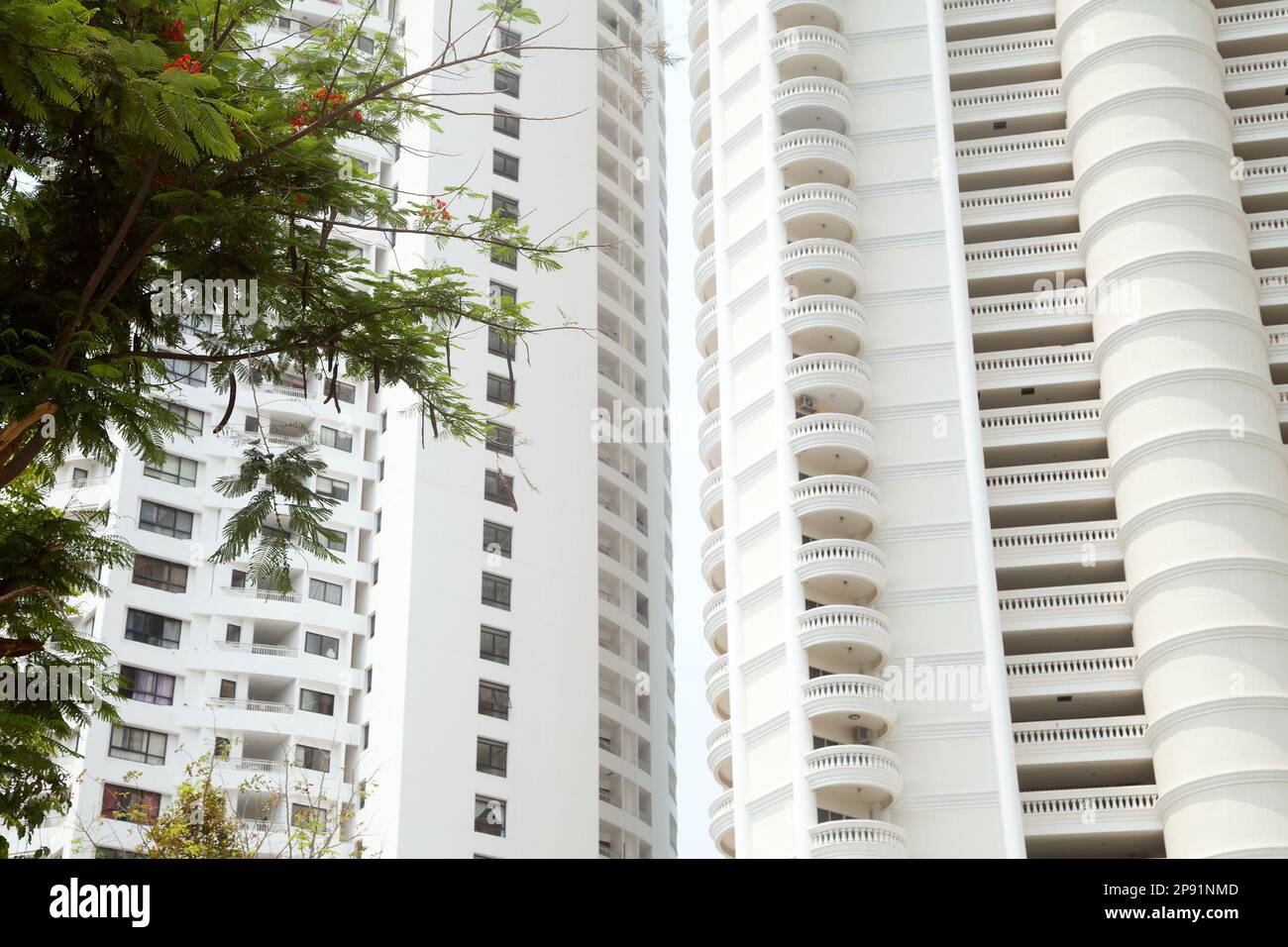 Green tree branch against giant white hotel buildings background ...