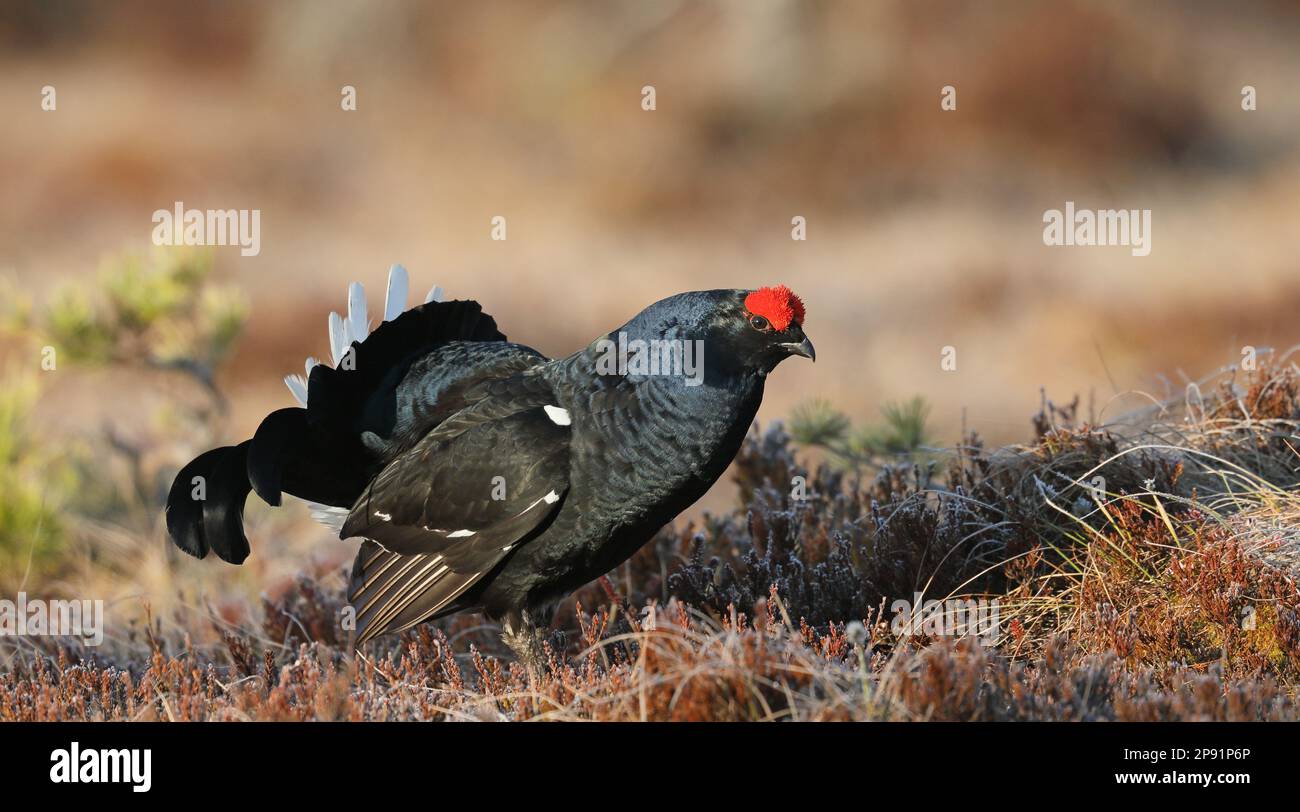 Bird in the mire hi-res stock photography and images - Alamy