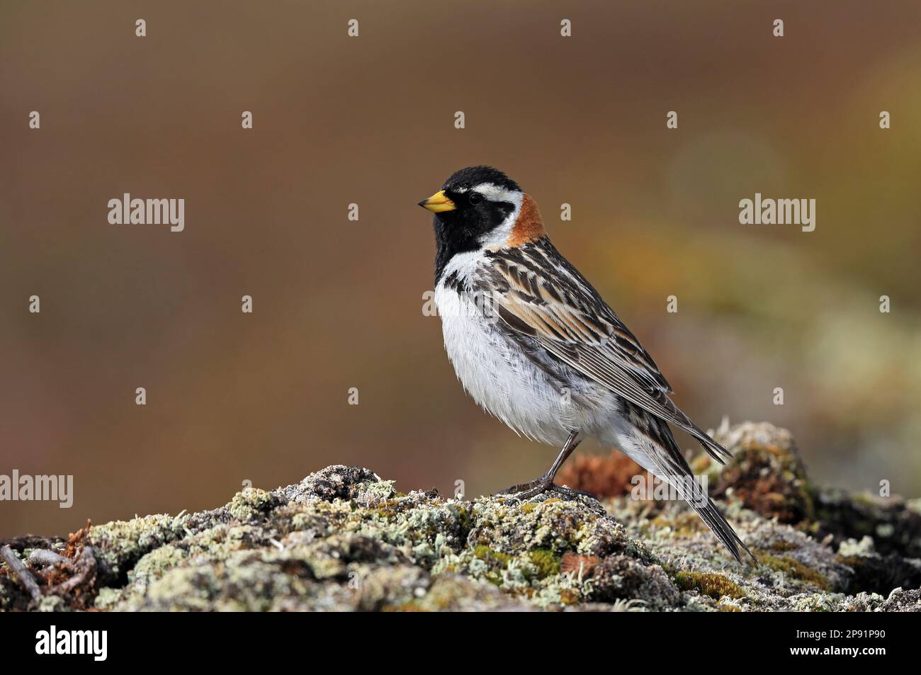 Lapland longspur male, sitting on ground Stock Photo - Alamy
