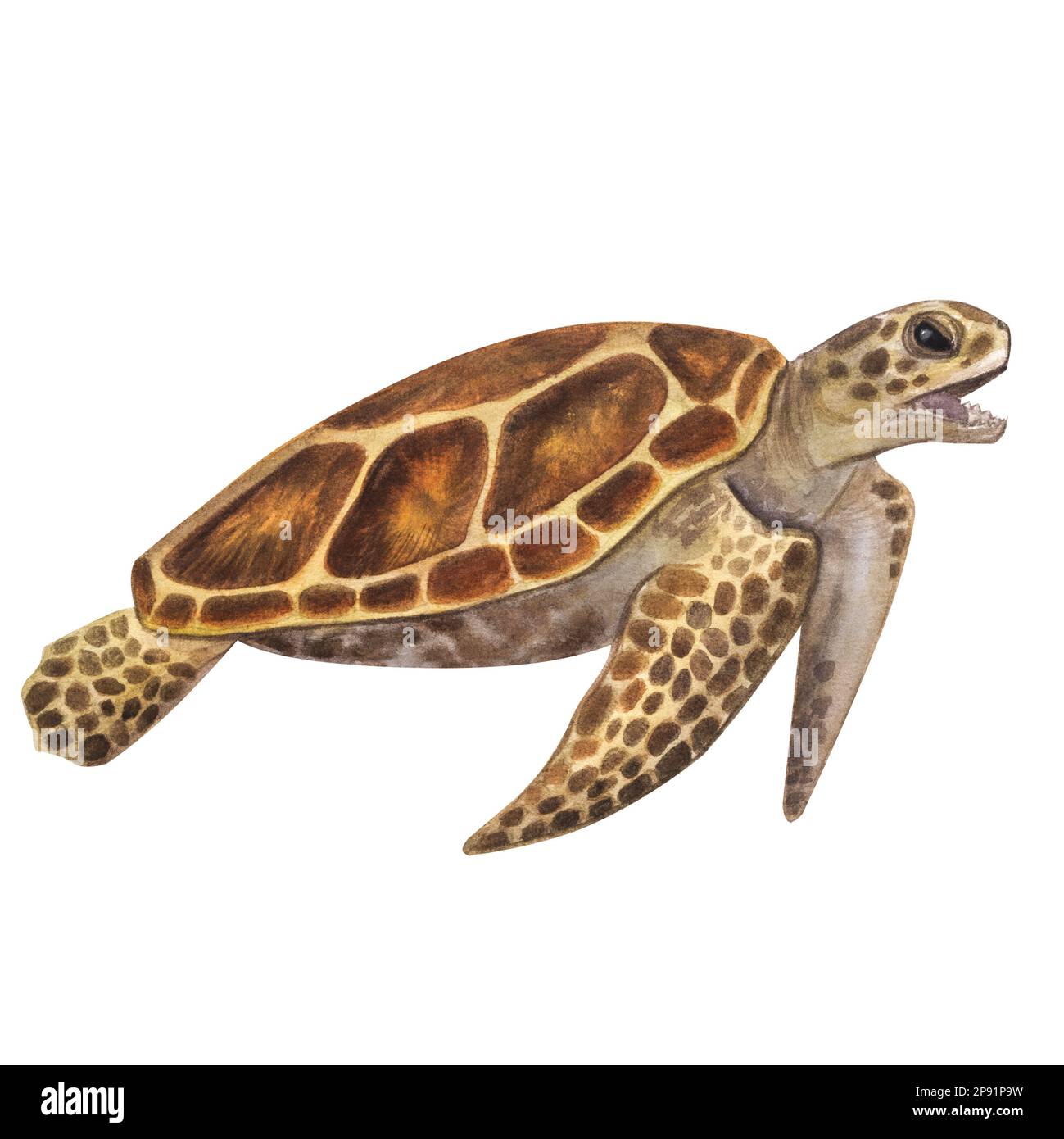 Big sea turtle. Endangered. Loggerhead Caretta. Realistic painting ...