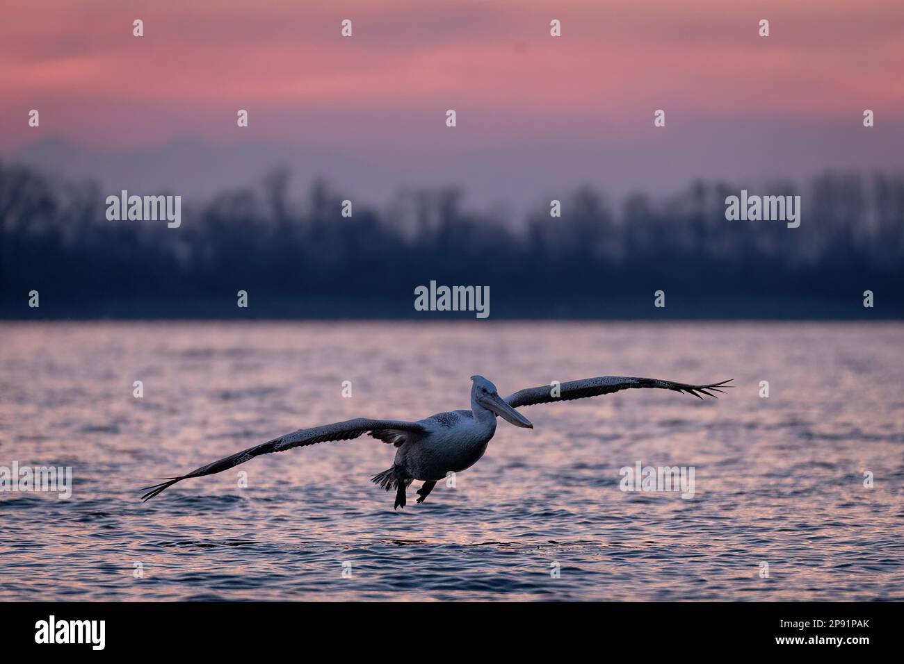 Pelican banks hi-res stock photography and images - Alamy