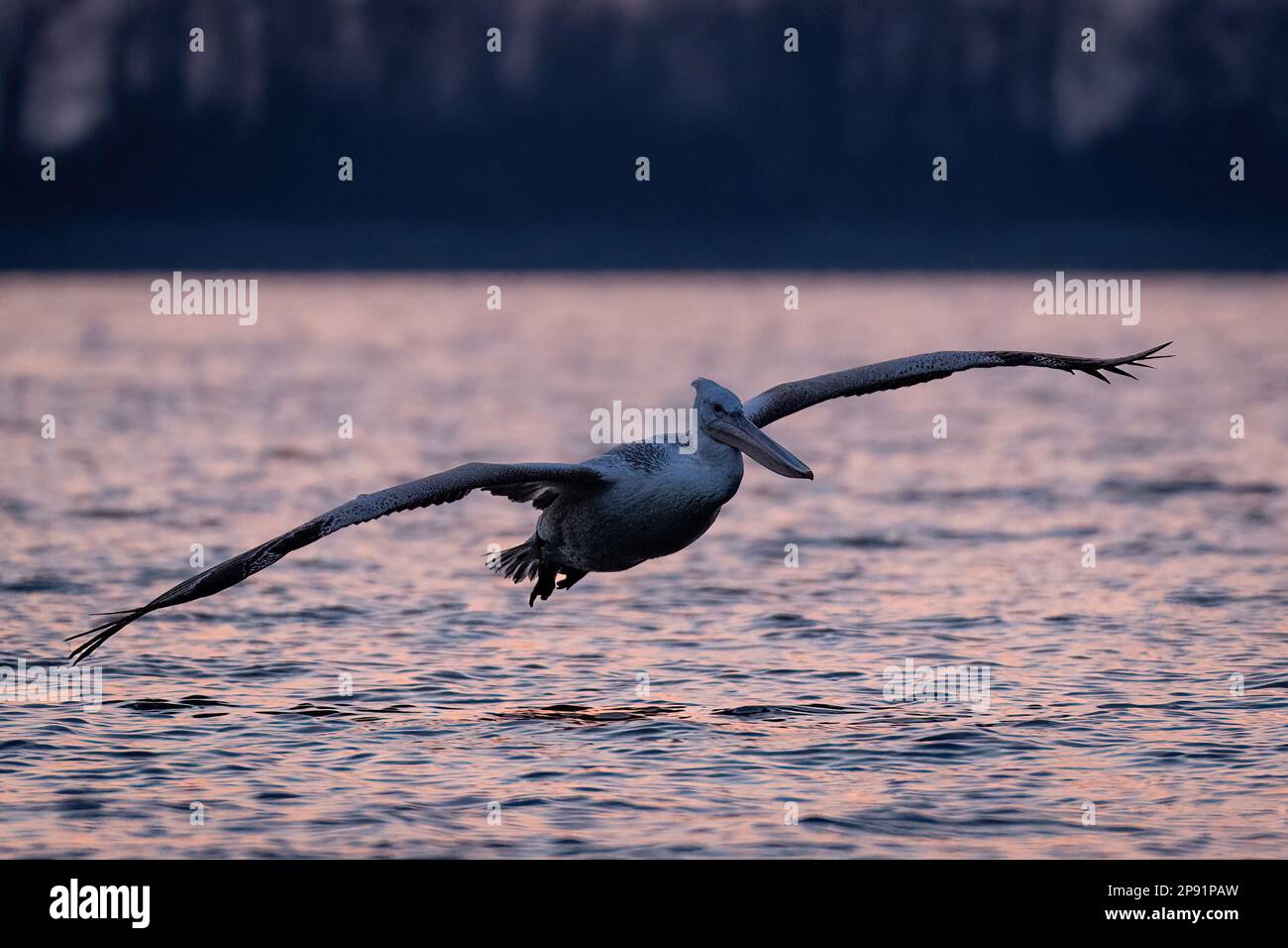 Pelican banks hi-res stock photography and images - Alamy