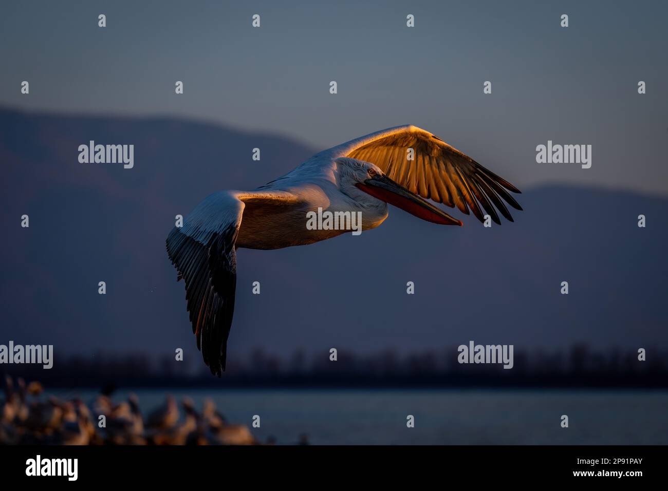 Pelican banks hi-res stock photography and images - Alamy