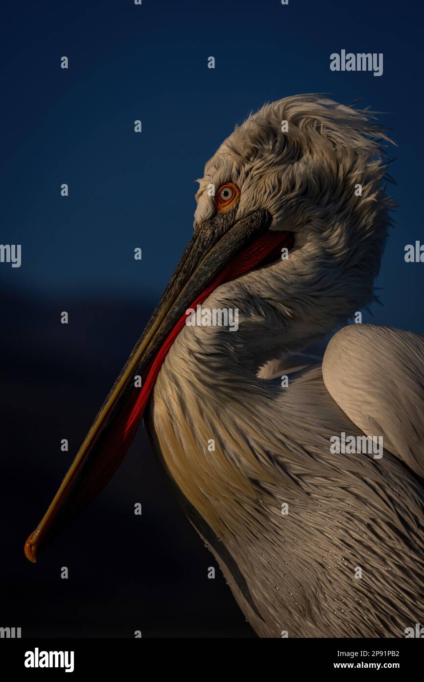 Close-up of pelican on boat watching camera Stock Photo - Alamy