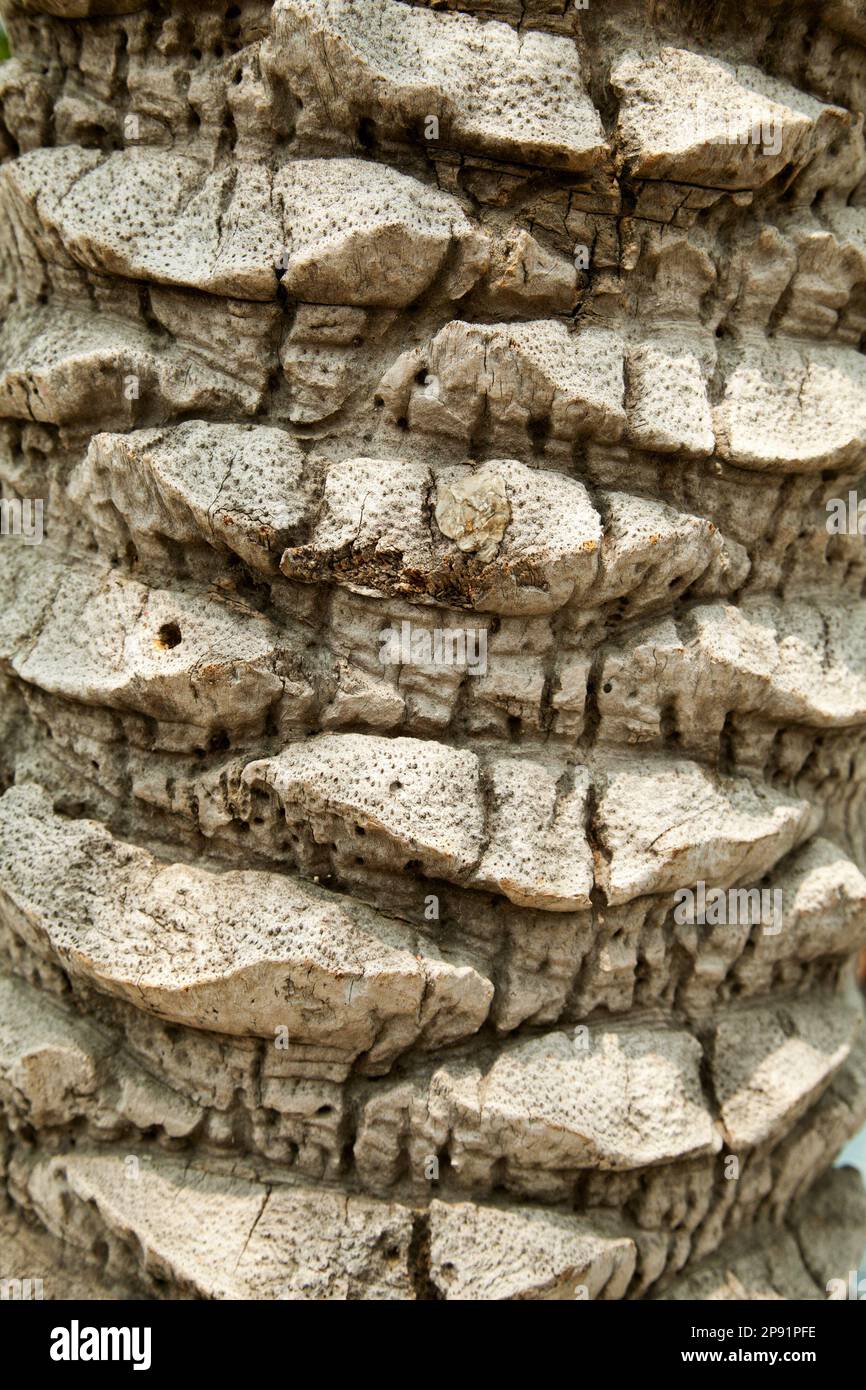Palm tree trunk bark pattern close-up background. Old cracked tropical ...