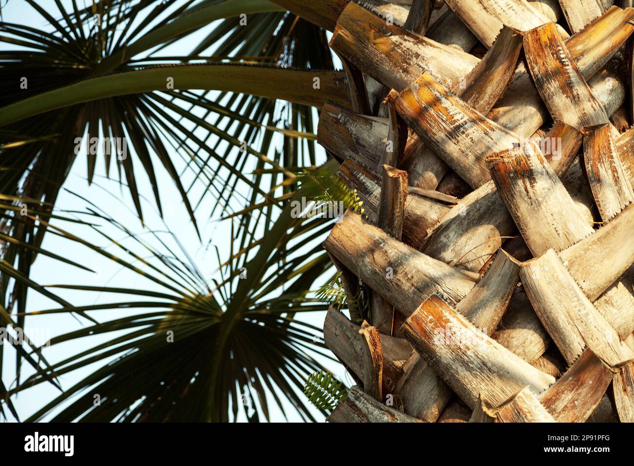 Palm tree trunk texture hi-res stock photography and images - Alamy