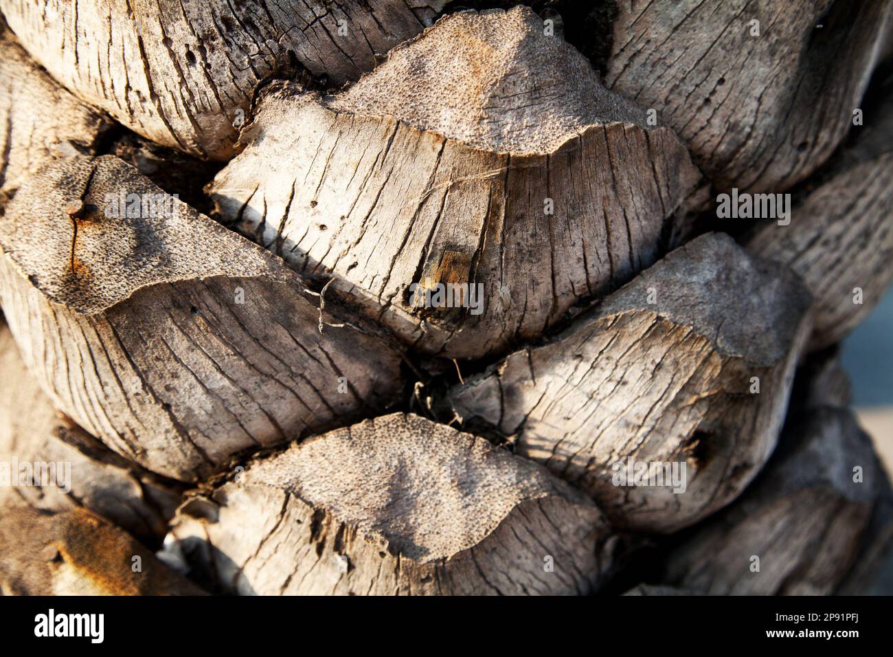 Palm tree trunk bark pattern close-up background. Old cracked tropical ...