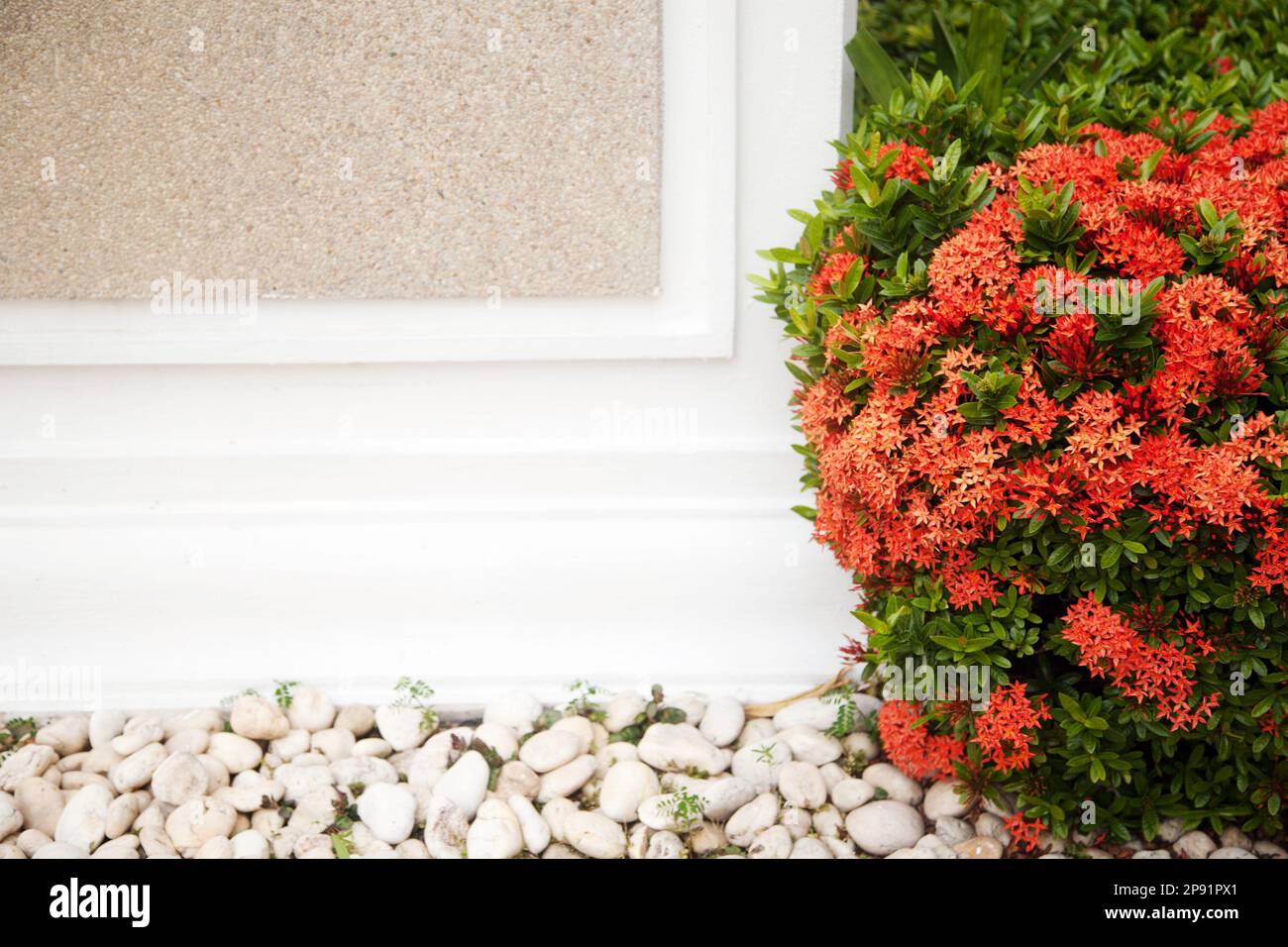 Red blossoming bush next to a white wall with copy space. Foliage and ...