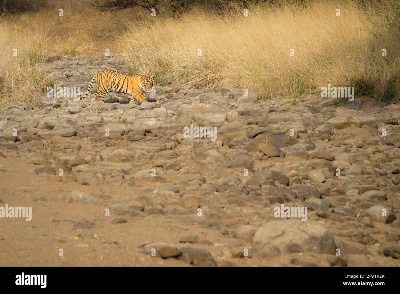 Tiger, Panthera tigris, crosses on rock area to grassland. The tiger ...