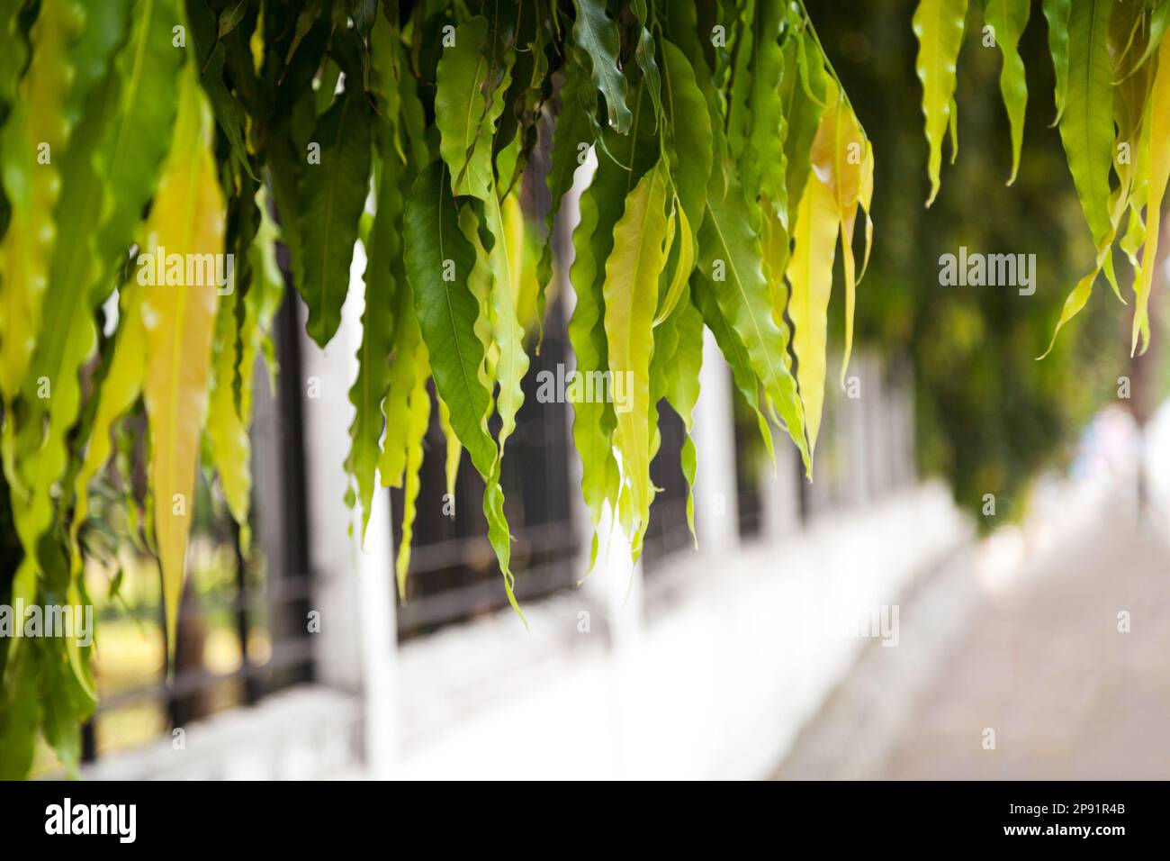 Colorful false ashoka tree leaves hanging above the road. Green and ...