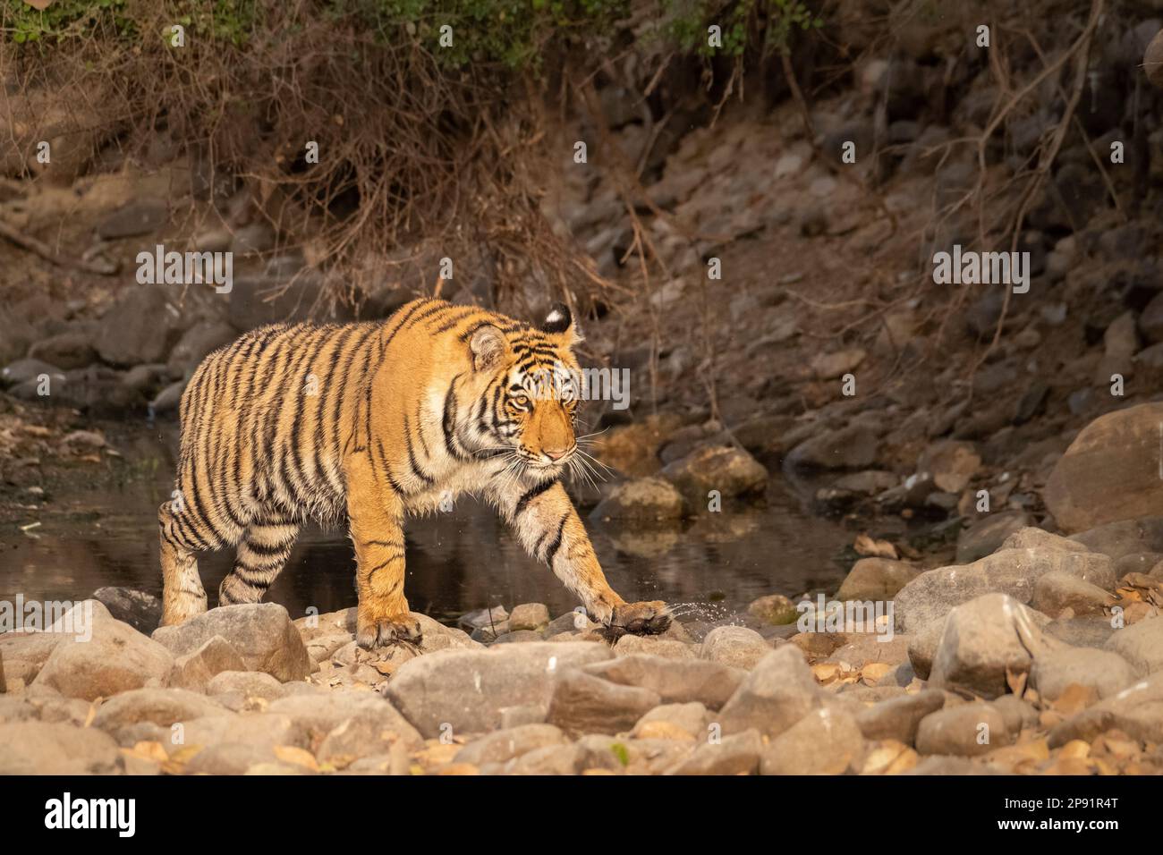 Tiger, Panthera tigris, comes out of water. The tiger walks to right ...
