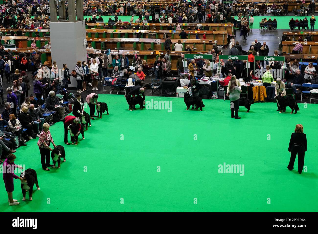 Bernese Mountain Dogs take to the show ring during the second day of ...