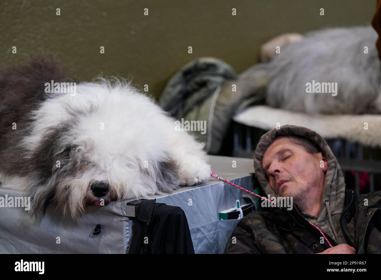 An Old English Sheepdog and their handler rest during the second day of ...