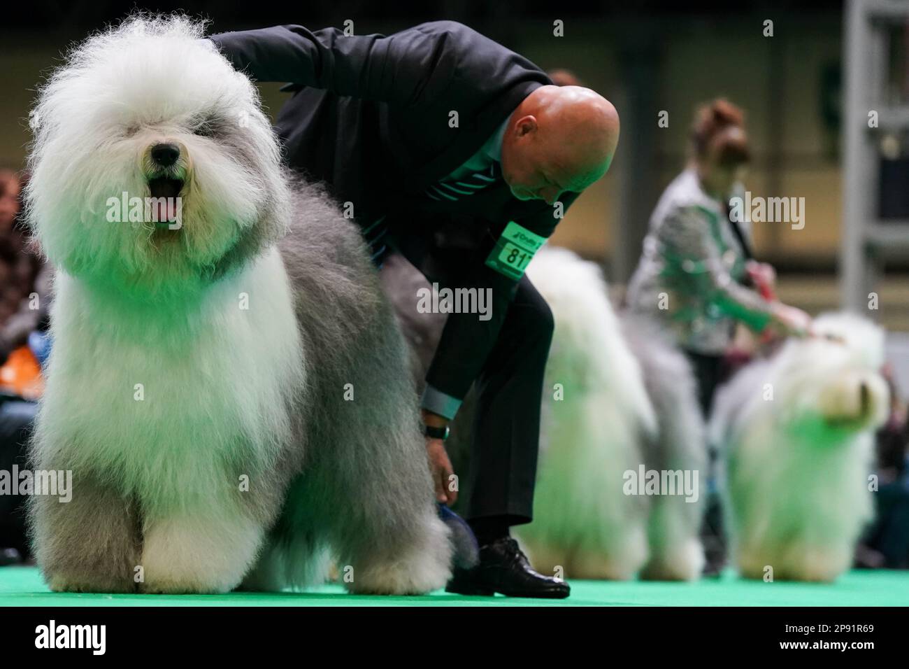 Old English Sheepdogs take to the show ring during the second day of ...