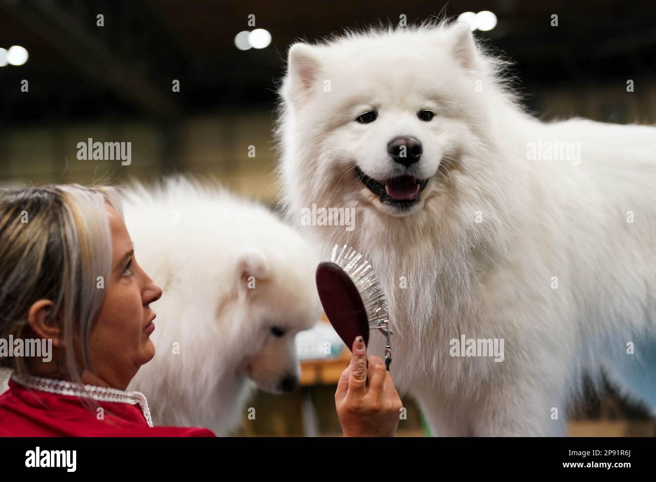 Samoyeds are groomed ahead of showing during the second day of the ...