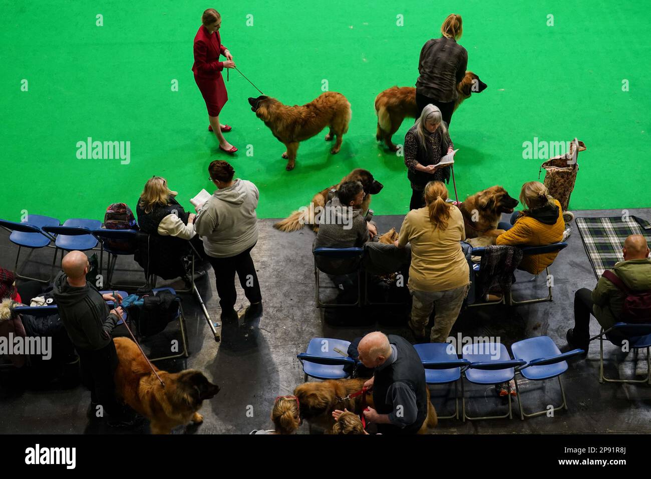 Leonbergers take to the show ring during the second day of the Crufts ...