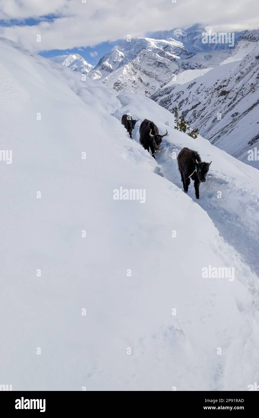 Yaks on the Annapurna Circuit trekking route. Local animals Stock Photo ...