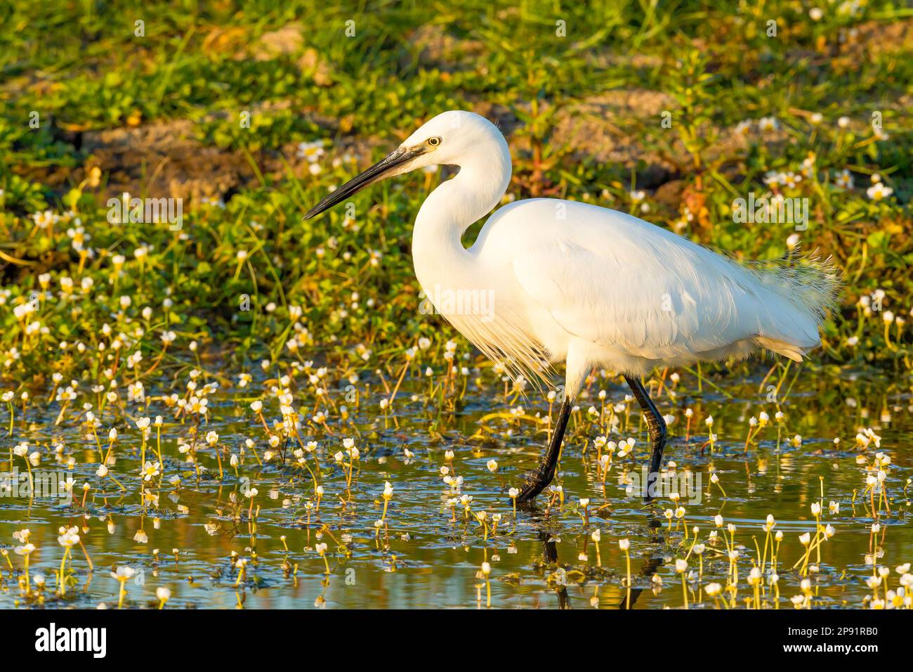 Little Egret (Egretta garzetta) Little Egret in Water and Flowers Stock ...