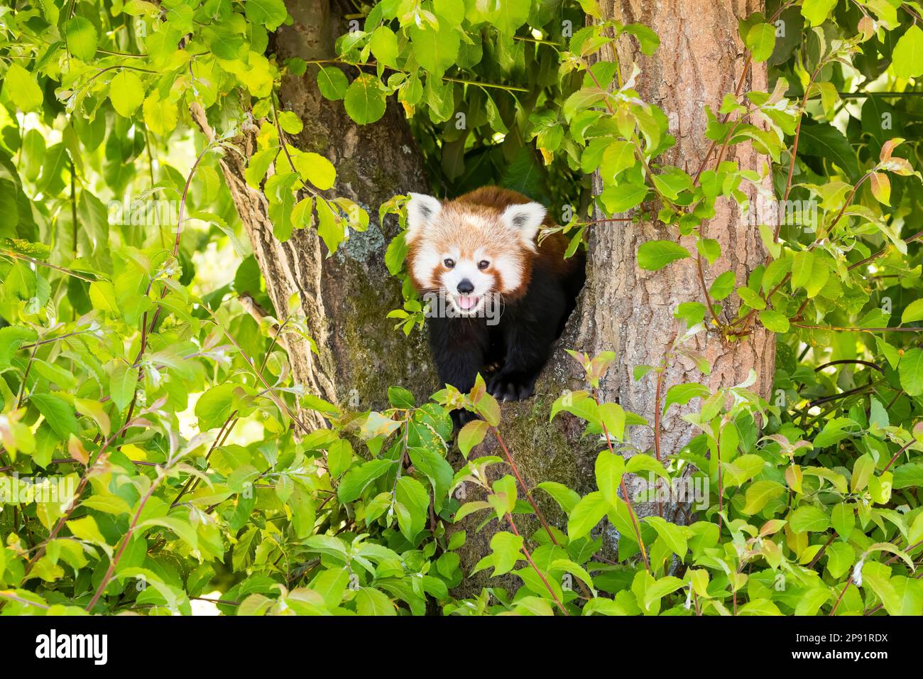 Red Panda (Ailurus fulgens) In a Tree Stock Photo - Alamy