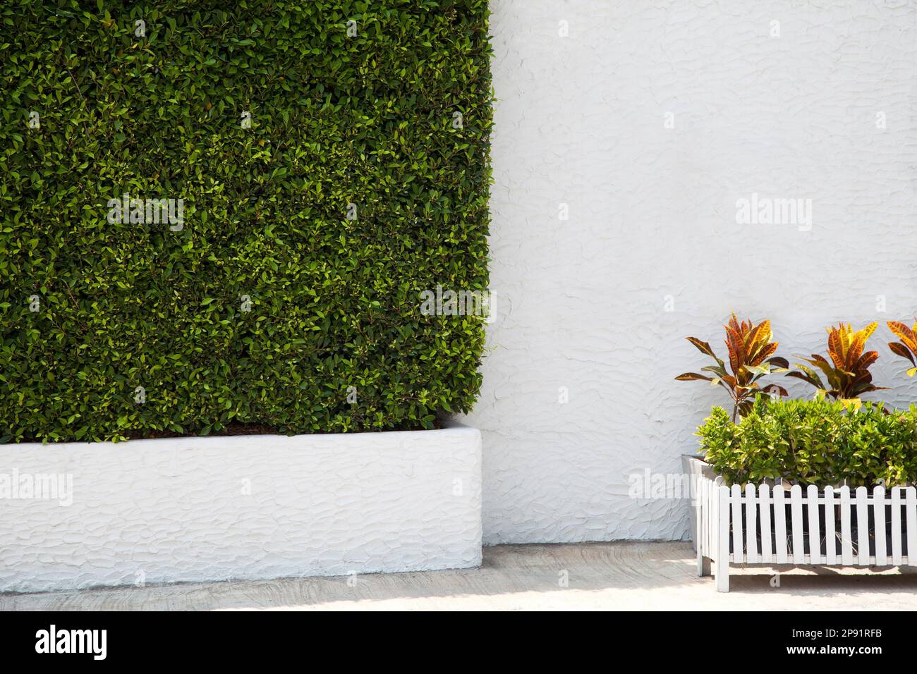 Green hedge and potted plants next to a white wall in a park ...