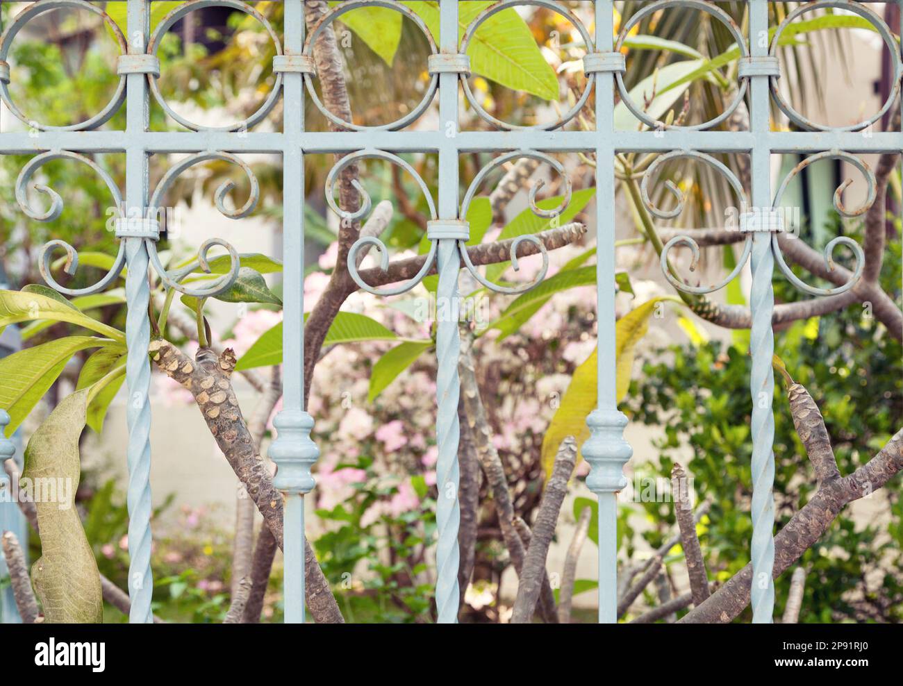 Tropical garden in the sunlight behind ornate metal wrought fence ...