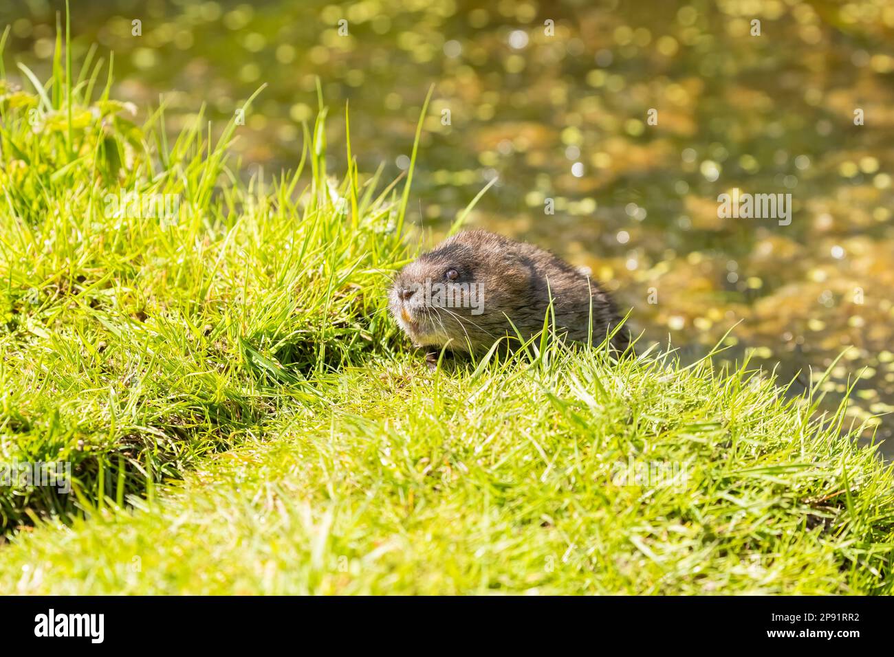 European water vole (Arvicola amphibius) In River Bank Stock Photo - Alamy