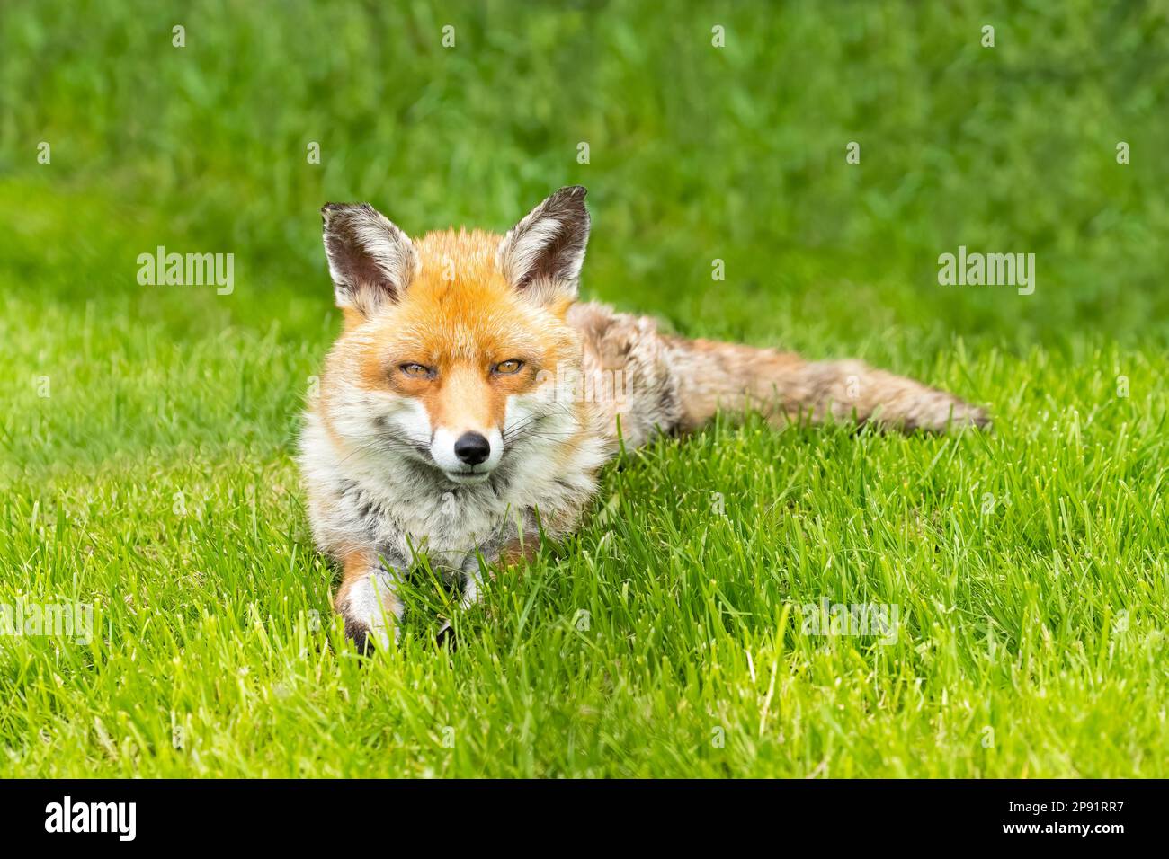 Red Fox (Vulpes vulpes) Lying Down Stock Photo - Alamy