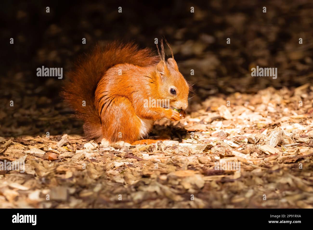 Red Squirrel (Sciurus vulgaris) Eating Stock Photo - Alamy