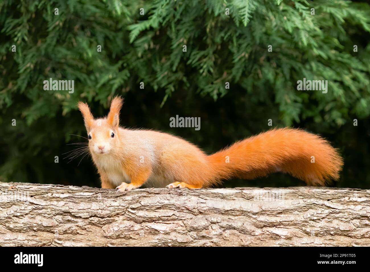 Red Squirrel (Sciurus vulgaris) On A Tree Stock Photo - Alamy