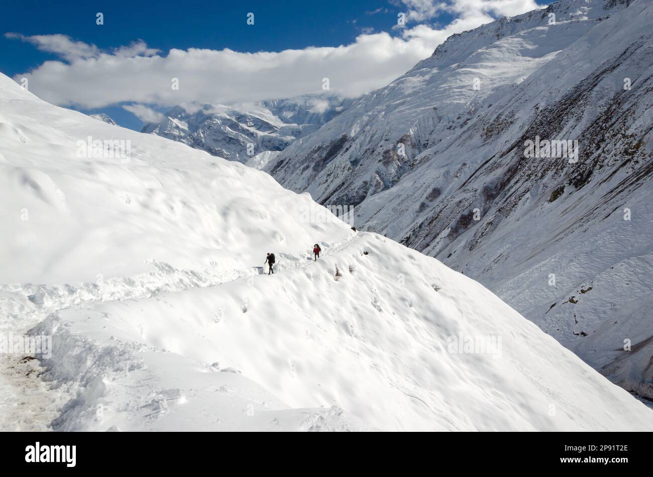 Yak kharka nepal hi-res stock photography and images - Alamy