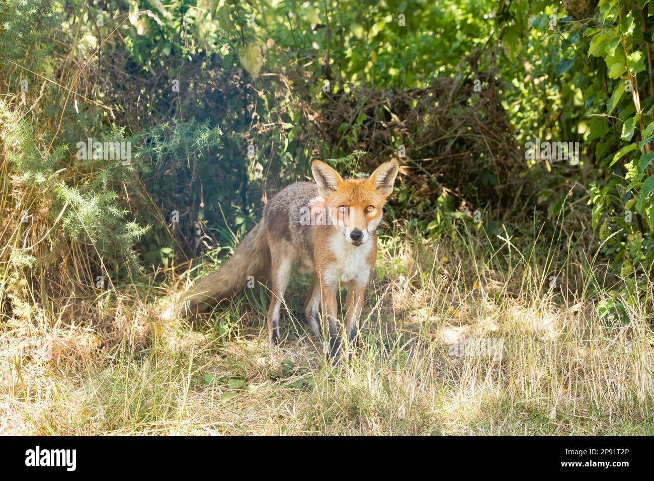 Red Fox (Vulpes vulpes) Walking on Grass Stock Photo - Alamy
