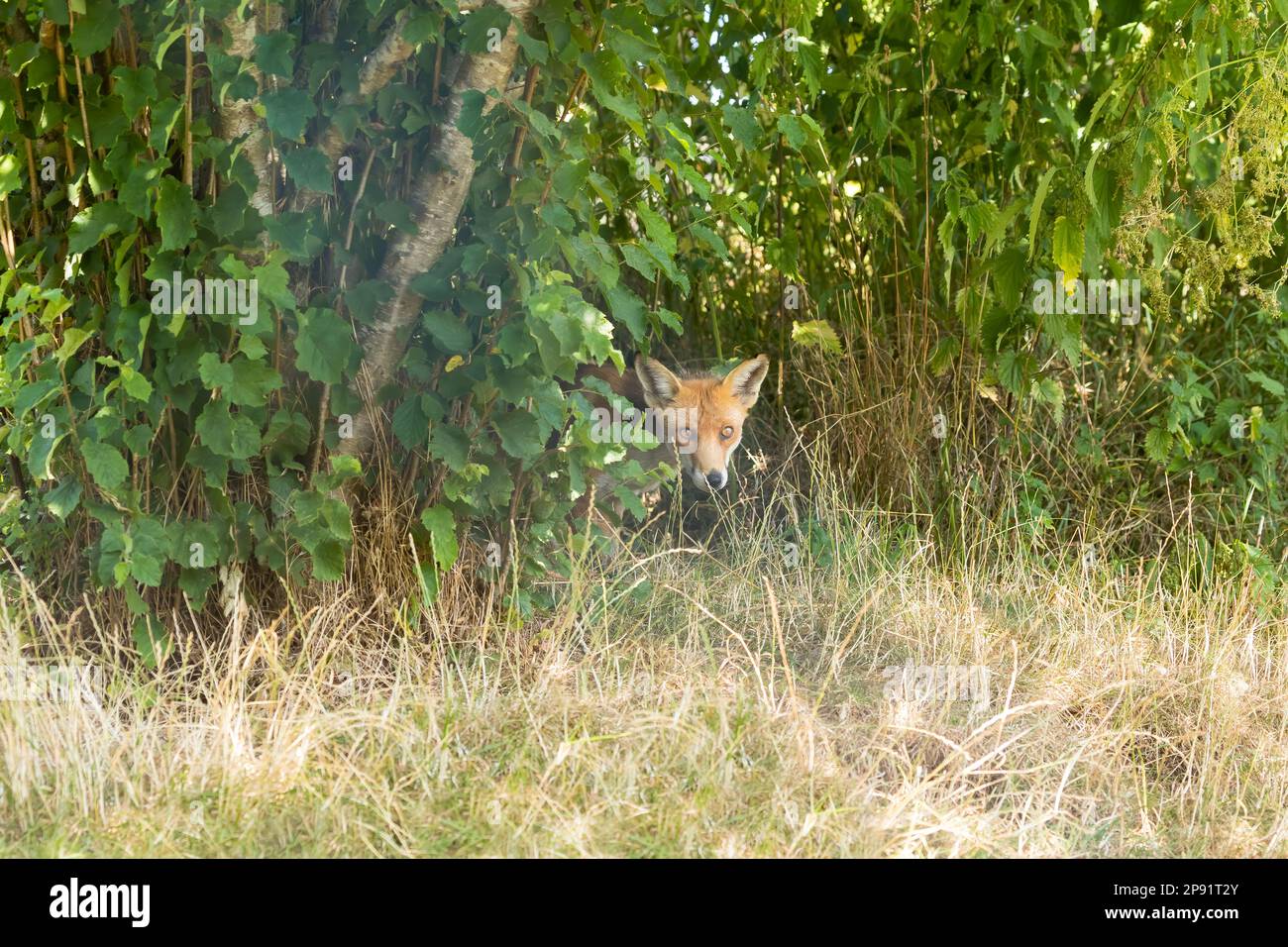 Red Fox (Vulpes vulpes) Behind A Tree Stock Photo - Alamy