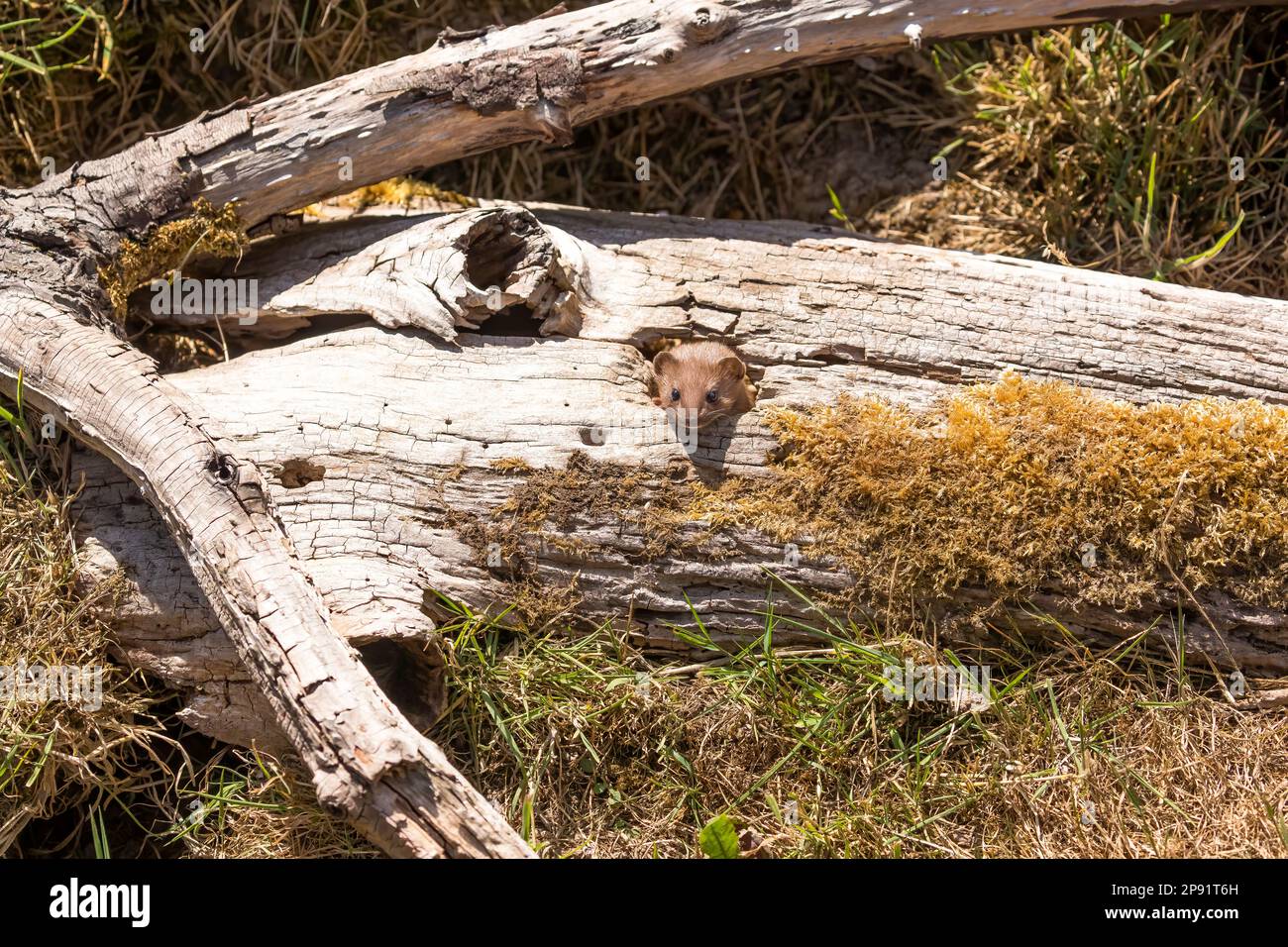 Weasel habitat hi-res stock photography and images - Alamy
