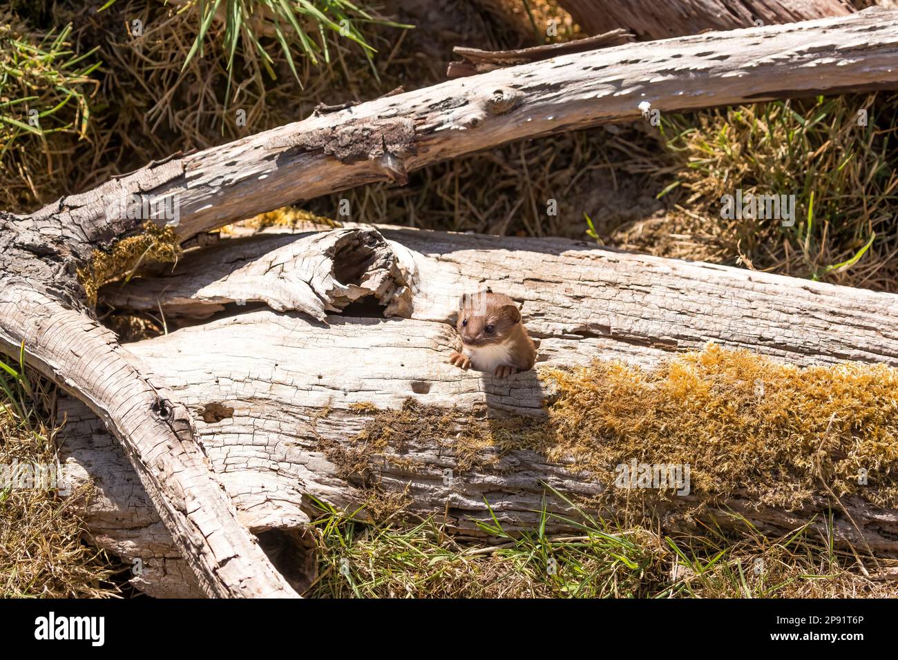 Weasel habitat hi-res stock photography and images - Alamy