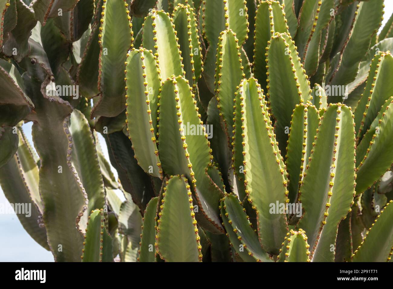 Detail of a cactus Euphorbia canariensis, growing outdoors in a park ...