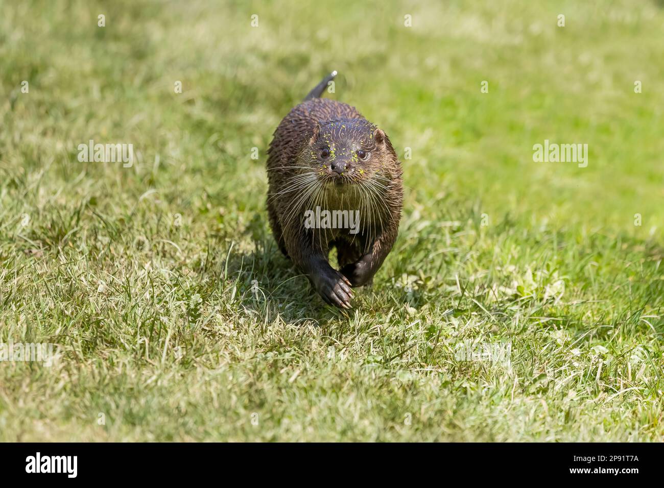 European Otter (Lutra lutra) Running along a Riverbank Stock Photo - Alamy