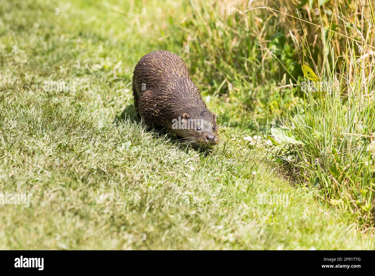 European Otter (Lutra lutra) Running along a Riverbank Stock Photo - Alamy