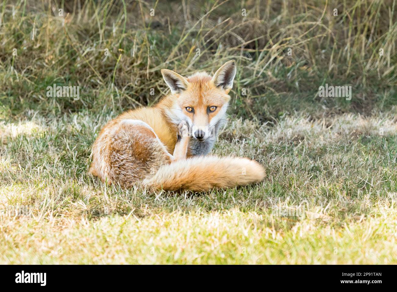 Red Fox (Vulpes vulpes) Sitting On Grass Stock Photo - Alamy
