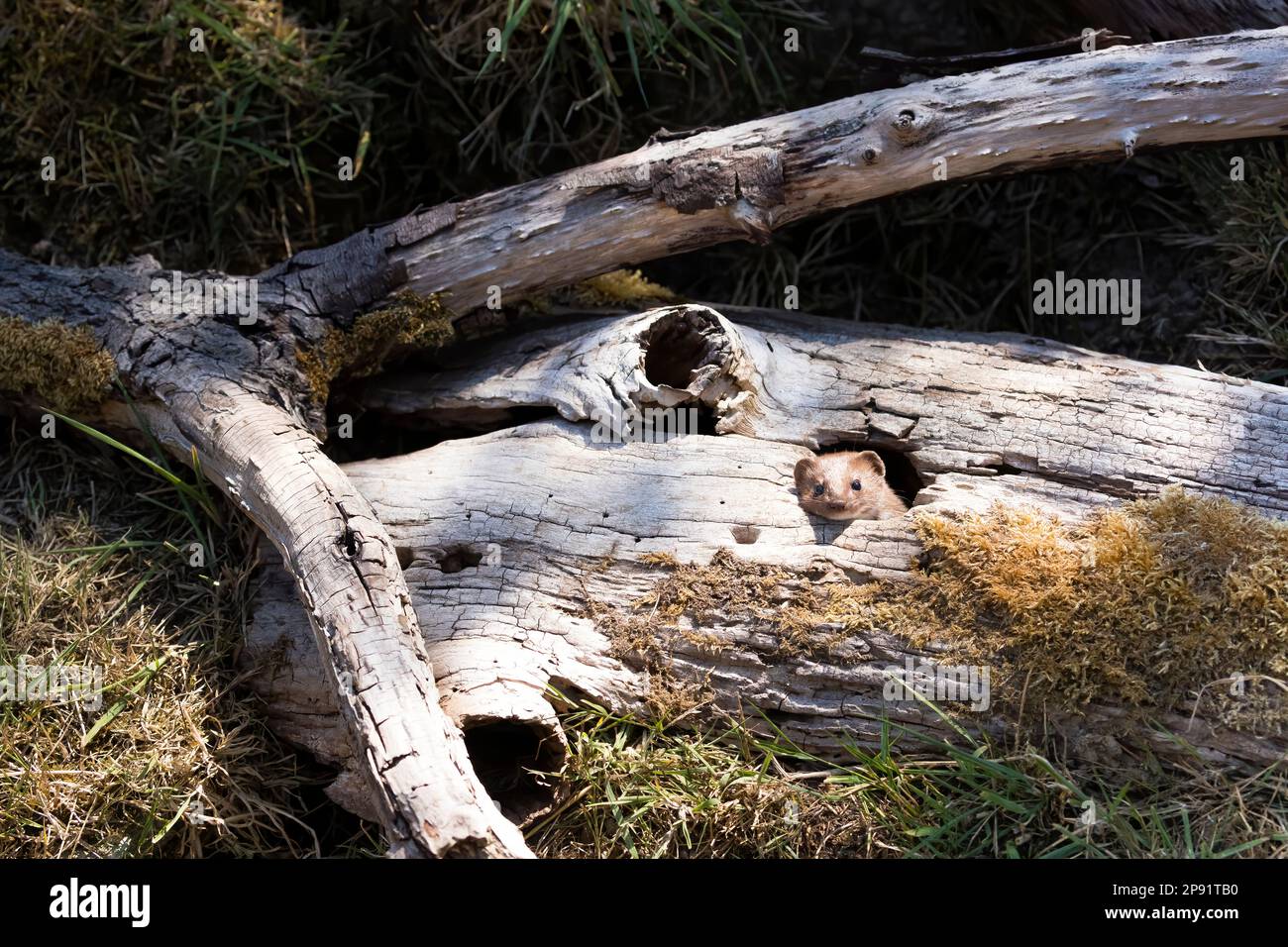 Weasel (Mustela nivalis) Inside A Tree Stock Photo - Alamy