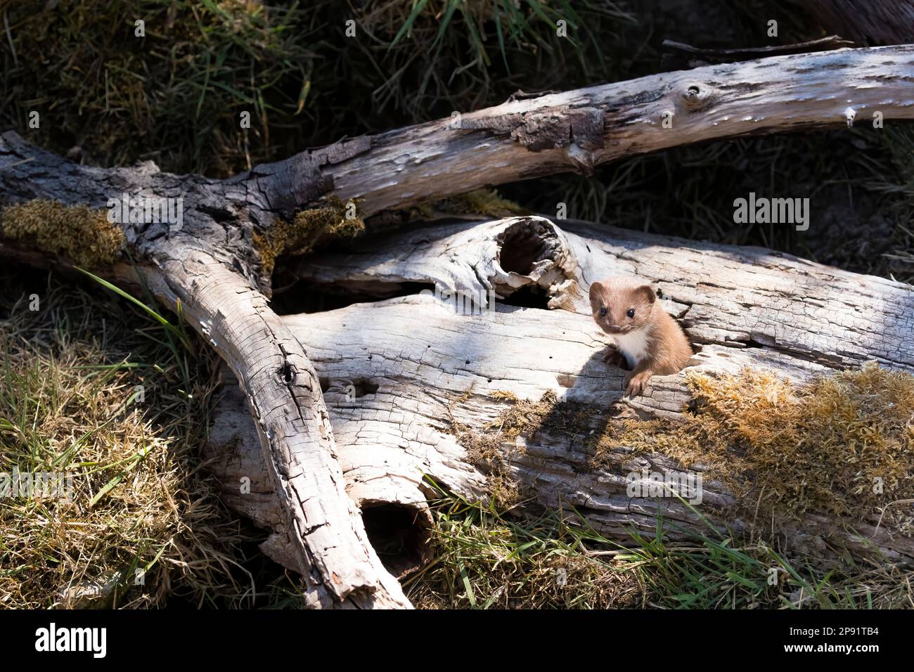 Weasel (Mustela nivalis) Inside A Tree Stock Photo - Alamy