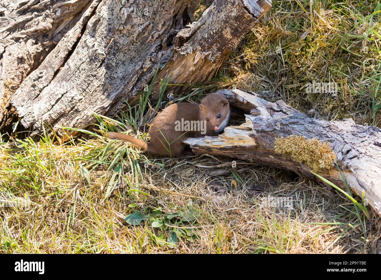 Weasel (Mustela nivalis) On A Tree With Tongue Out Stock Photo - Alamy