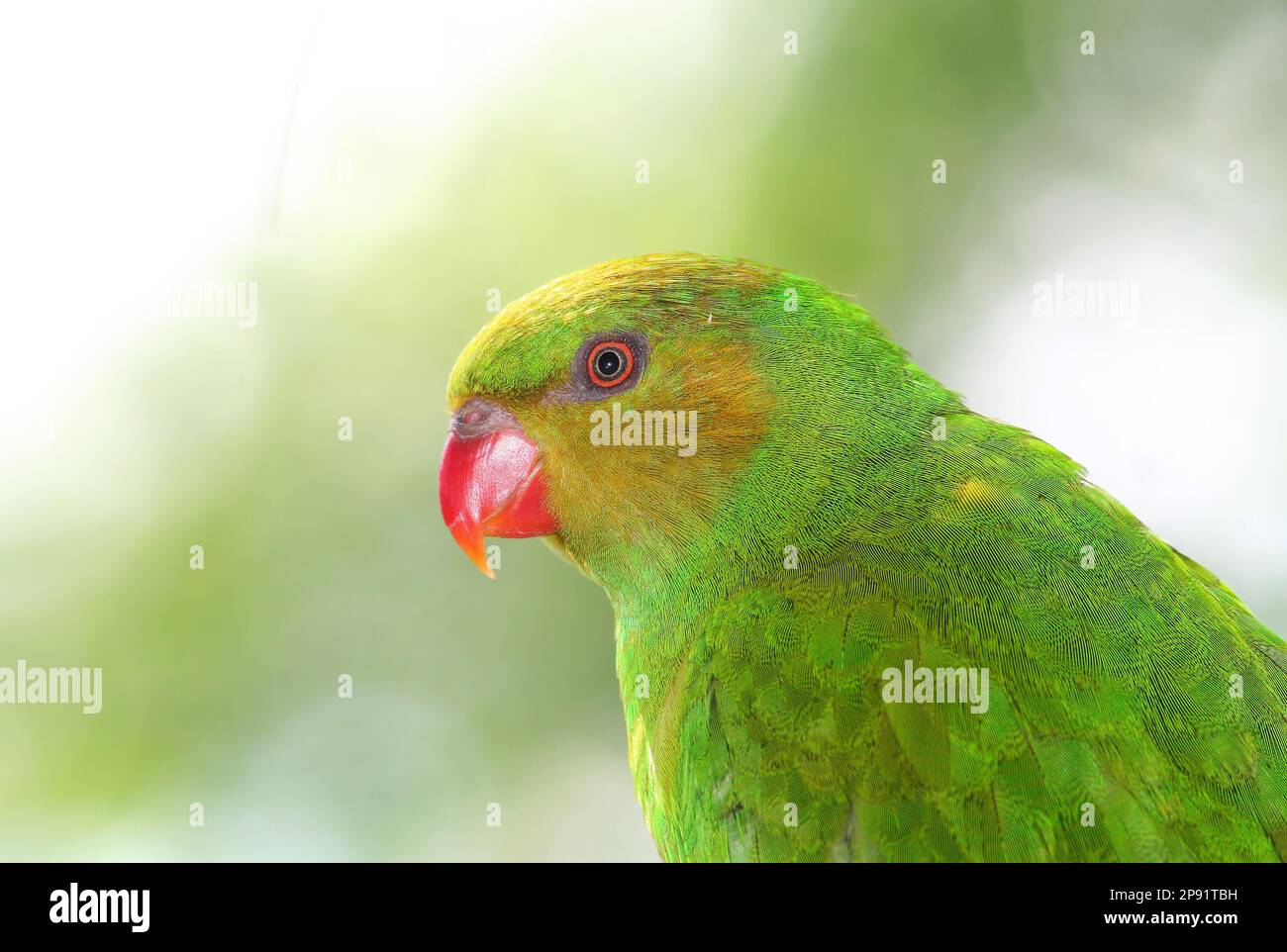 Portrait of a Parakeet with blurred background in Indianapolis,IN Stock ...