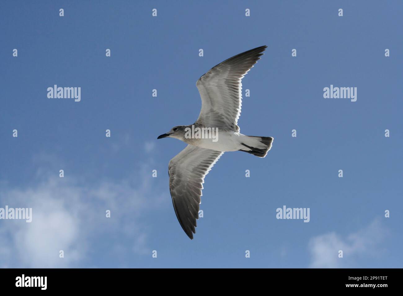 Seagull in Flight in Miami Beach, Florida Stock Photo - Alamy