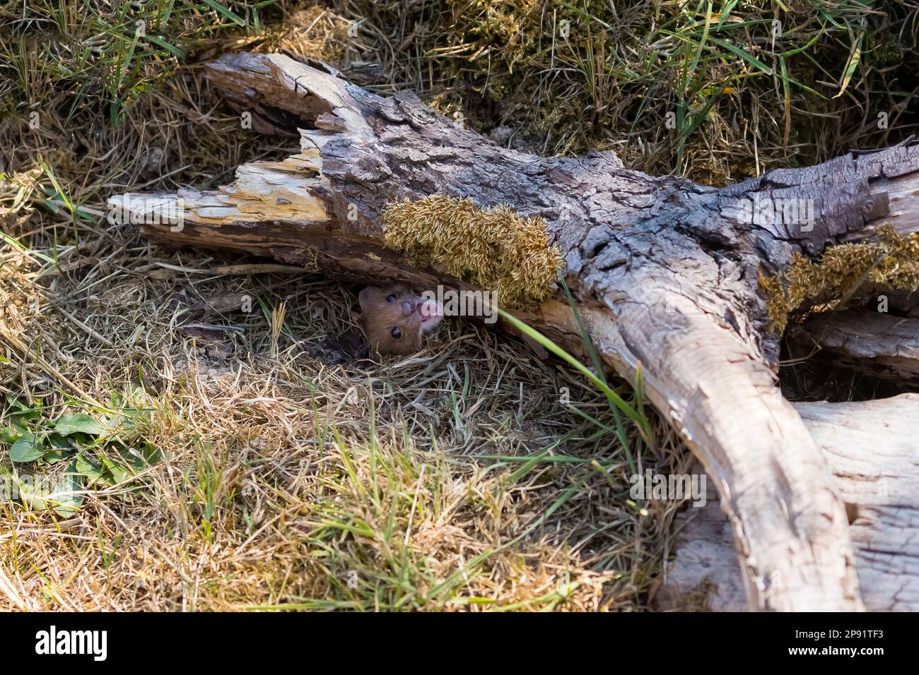 Weasel (Mustela nivalis) Lying under a Tree with mouth open Stock Photo ...