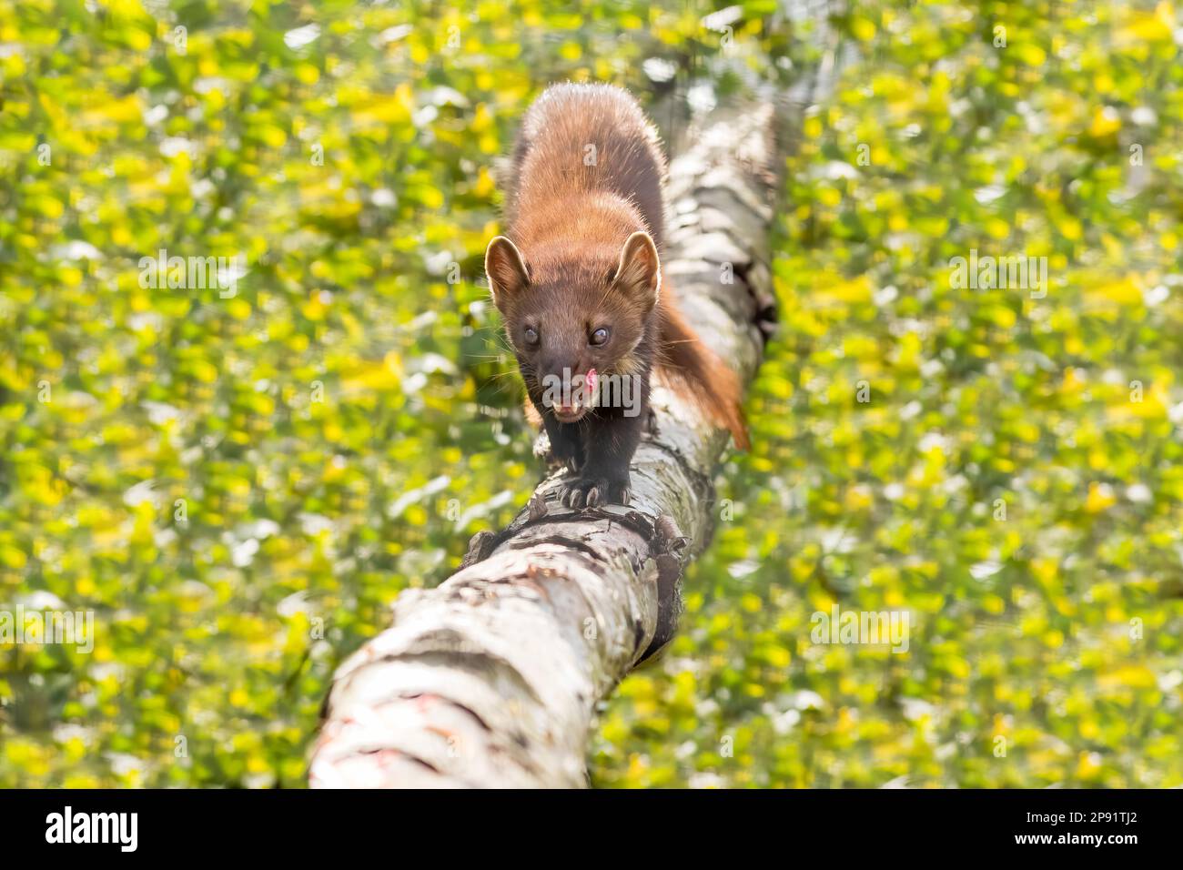 European Pine Martin (Martes martes) Walking along A Tree with Tongue ...