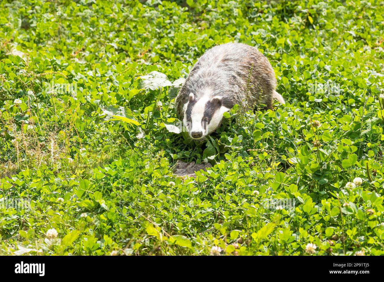 Badger (Meles meles) Walking around Badger Set Stock Photo - Alamy