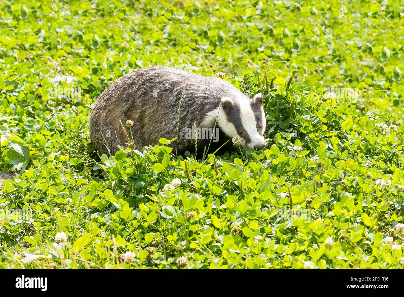 Badger (Meles meles) Walking around Badger Set Stock Photo - Alamy