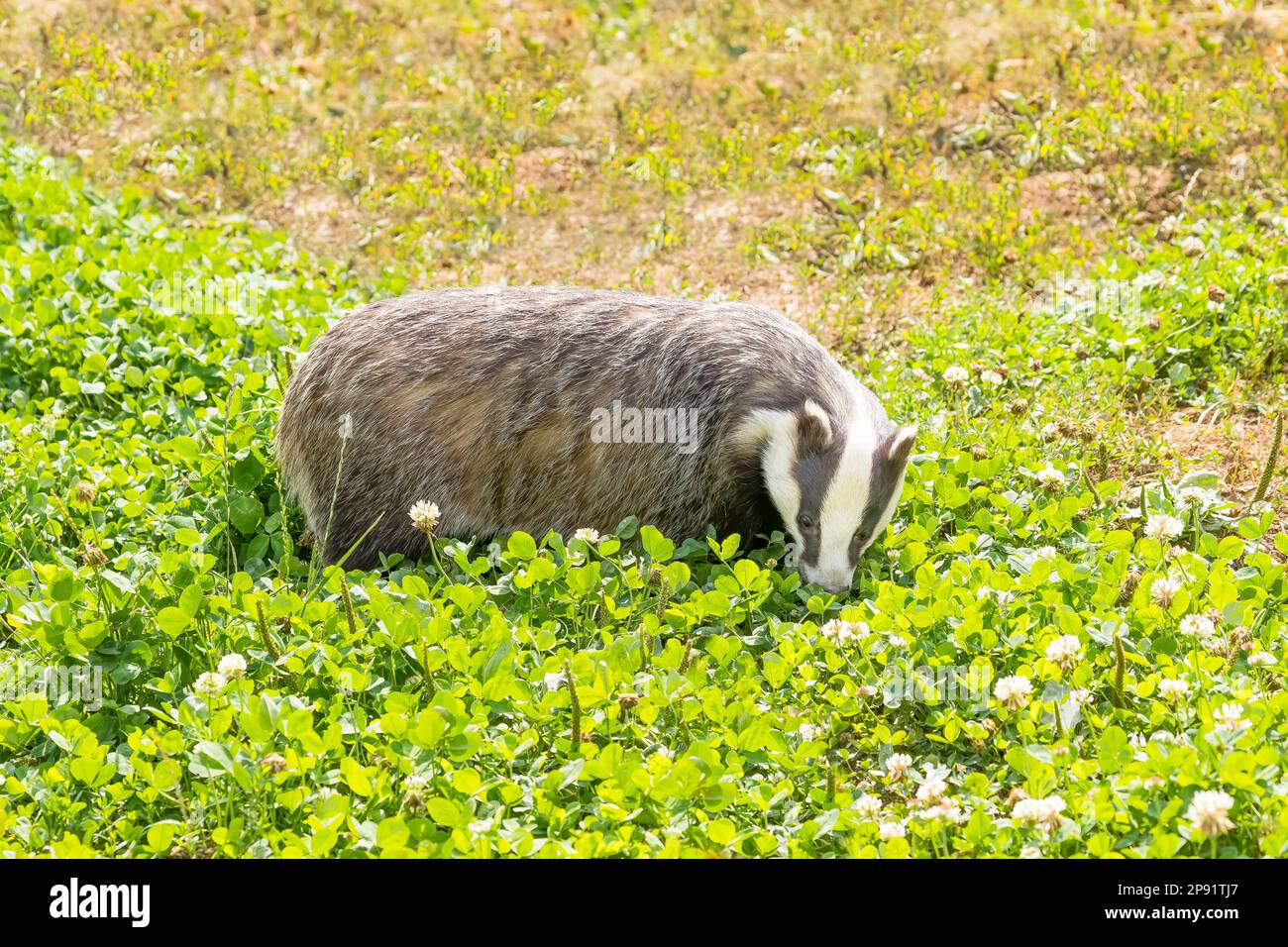 Badger (Meles meles) Walking around Badger Set Stock Photo - Alamy