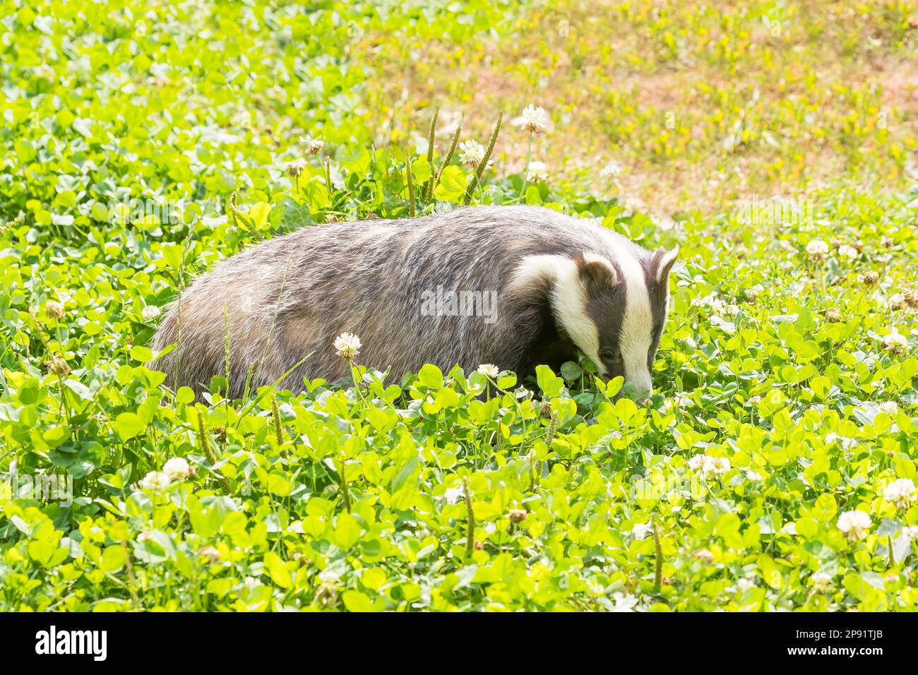 Badger (Meles meles) Walking around Badger Set Stock Photo - Alamy