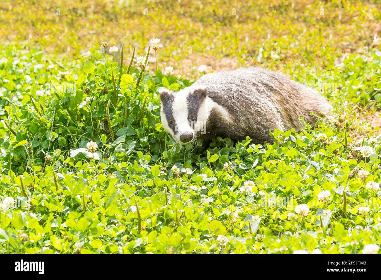 Badger (Meles meles) Walking around Badger Set Stock Photo - Alamy